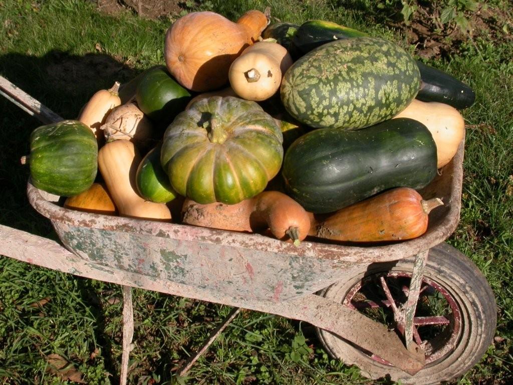 Nos paniers – AMAP Les Paniers de Rolland